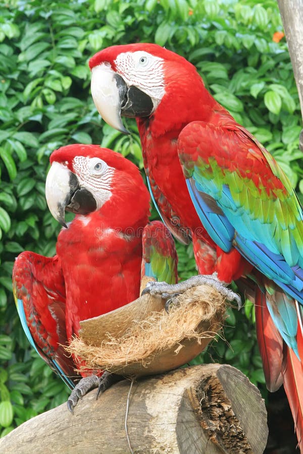 Pappagalli fotografia stock. Immagine di fauna, vita, parrocchetto ...