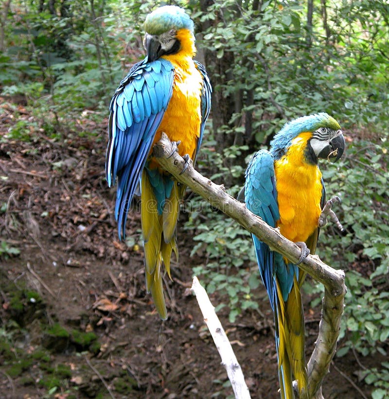 Coppia Di Grandi Pappagalli Scarlatto Macaw Ara Macao Nell'habitat ...