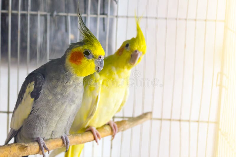 Pappagalli Gialli E Neri Corella Fotografia Stock - Immagine di esotico ...
