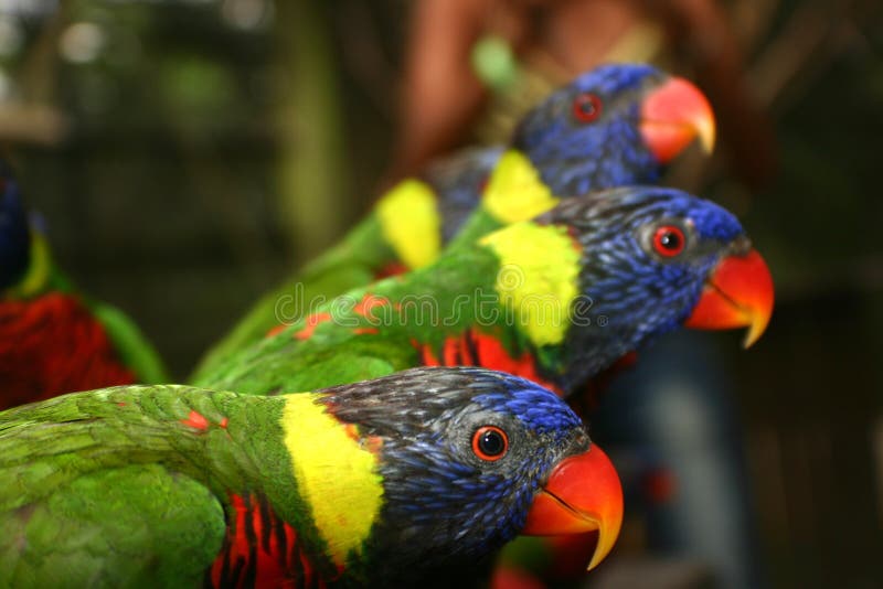 Pappagalli variopinti immagine stock. Immagine di intrattenimento - 4128997