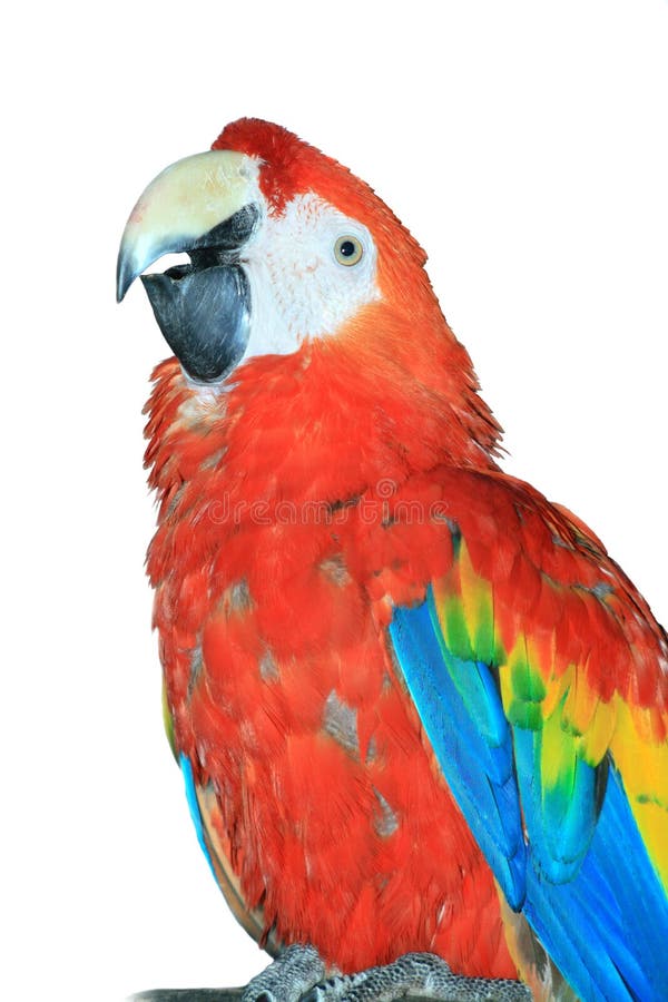 Pappagallo fotografia stock. Immagine di macchia, clima - 2841820
