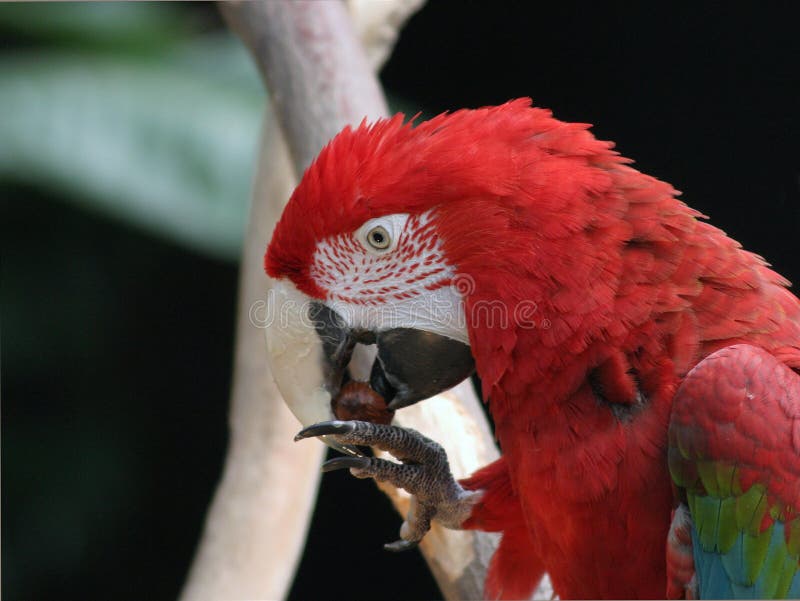 Pappagallo fotografia stock. Immagine di giungla, macchia - 311106