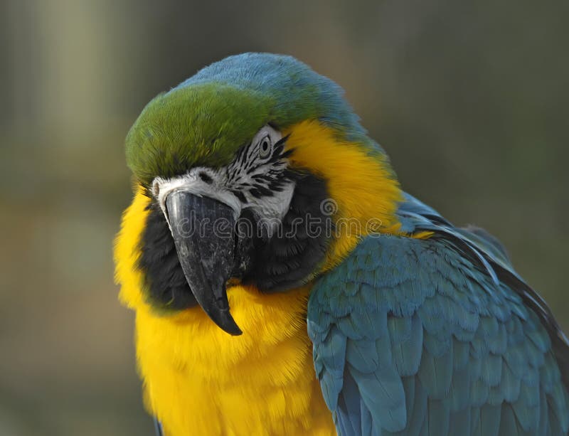 Pappagallo fotografia stock. Immagine di selvaggio, colorato - 4229394