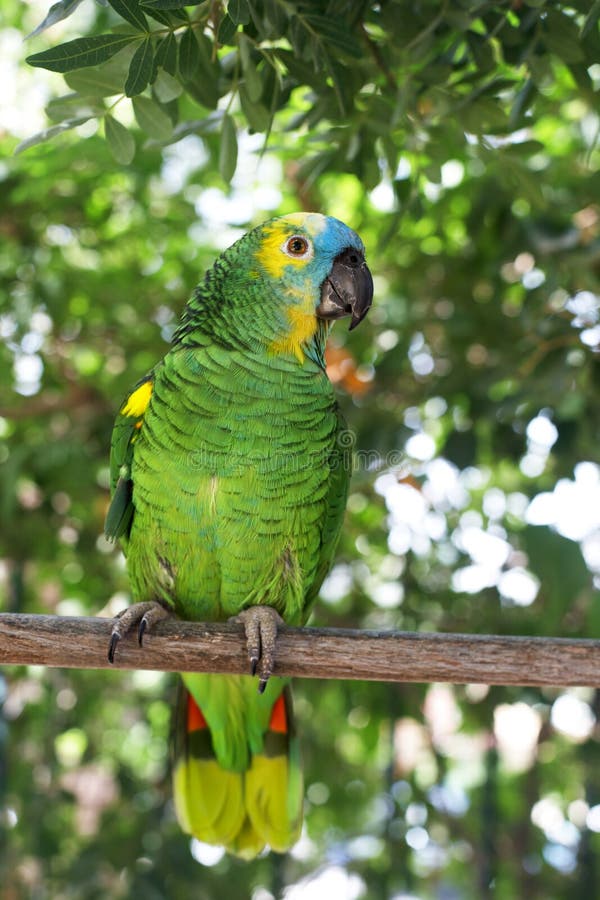 Grande pappagallo verde fotografia stock. Immagine di bello - 90873400