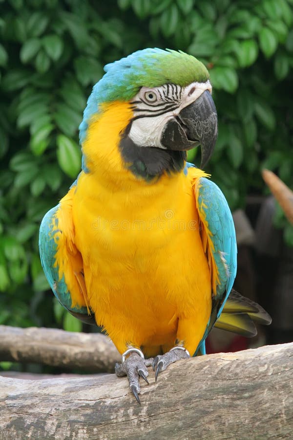 Pappagallo fotografia stock. Immagine di colorato, aviario - 6451336