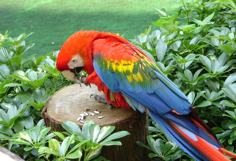 Pappagallo immagine stock. Immagine di natura, seme, foglio - 7163783