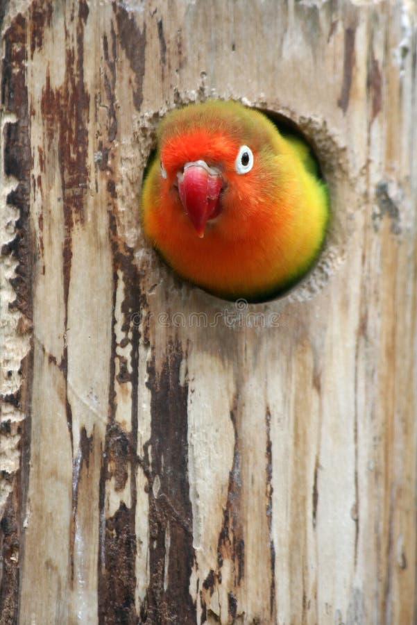 Pappagallo fotografia stock. Immagine di esotico, pigolio - 855056