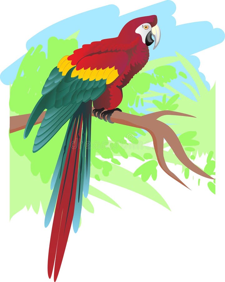 Pappagallo illustrazione vettoriale. Illustrazione di illustrazione ...