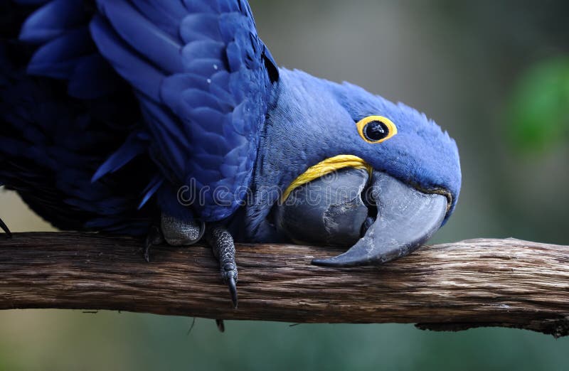 Pappagallo blu immagine stock. Immagine di favoriti, becco - 13494081