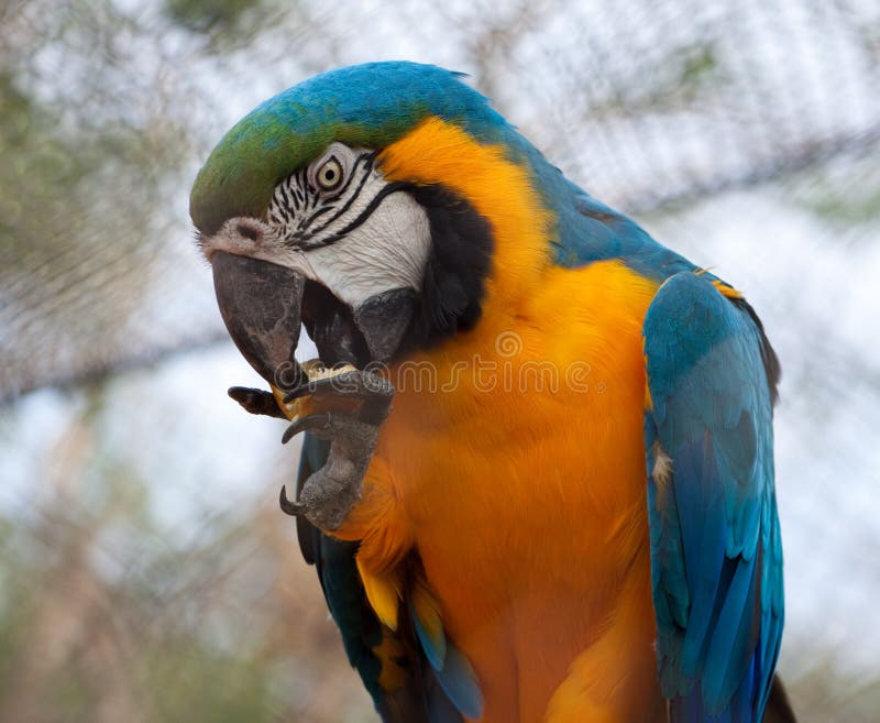 Grande Pappagallo Blu Hyacinth Macaw, Hyacinthinus Di Anodorhynchus, in ...