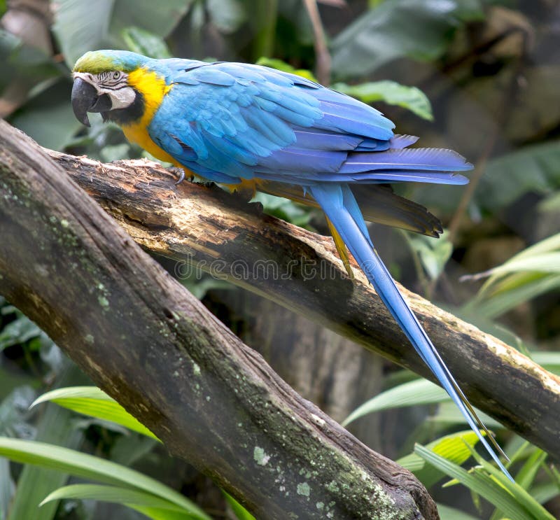Pappagallo blu immagine stock. Immagine di animale, sfondo - 37095303