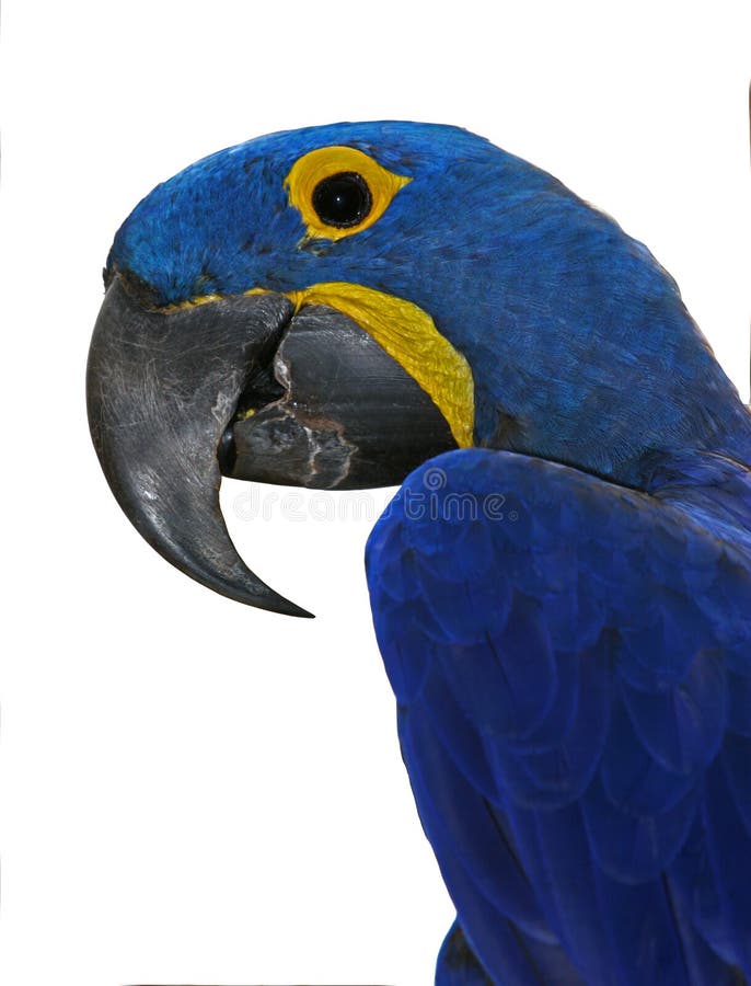 Pappagallo blu fotografia stock. Immagine di prigionia - 5926680