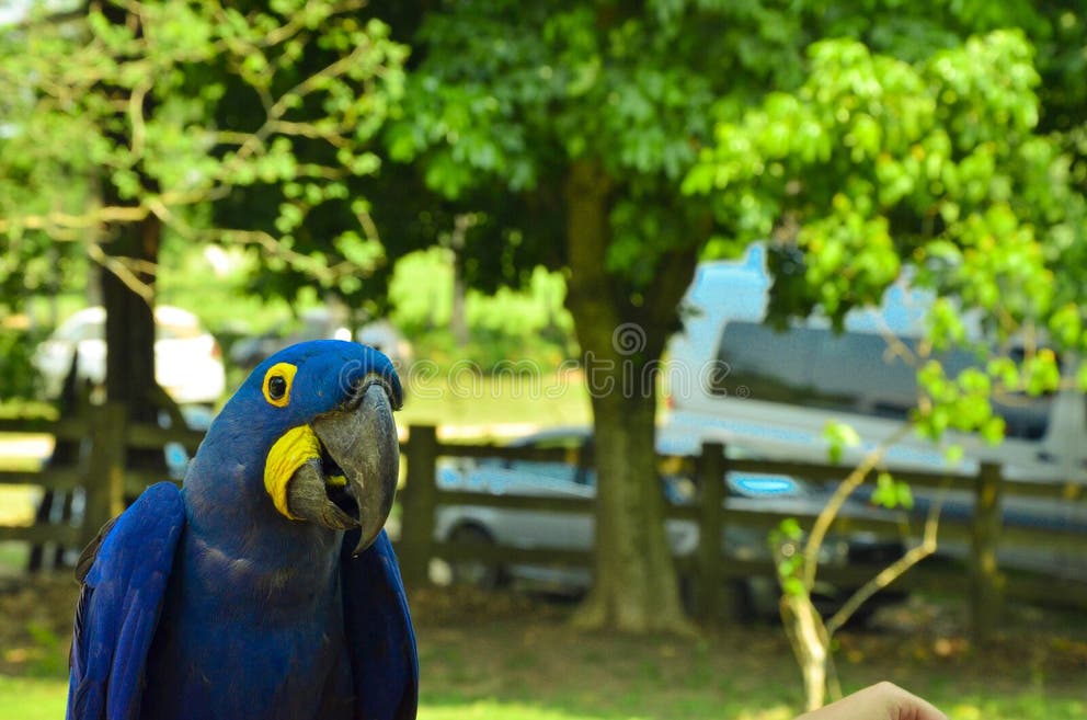 Pappagallo blu in Pantanal immagine stock. Immagine di pappagallo ...