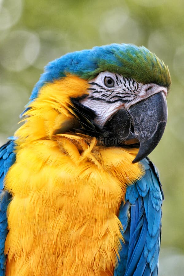 Pappagallo blu rosso 2 fotografia stock. Immagine di pappagalli - 131605768