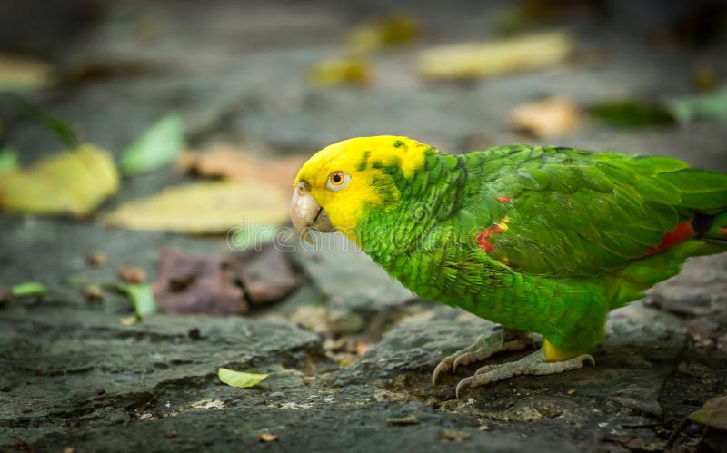 Ritratto Di Un Pappagallo Amazzonico Testa Gialla Fotografia Stock ...