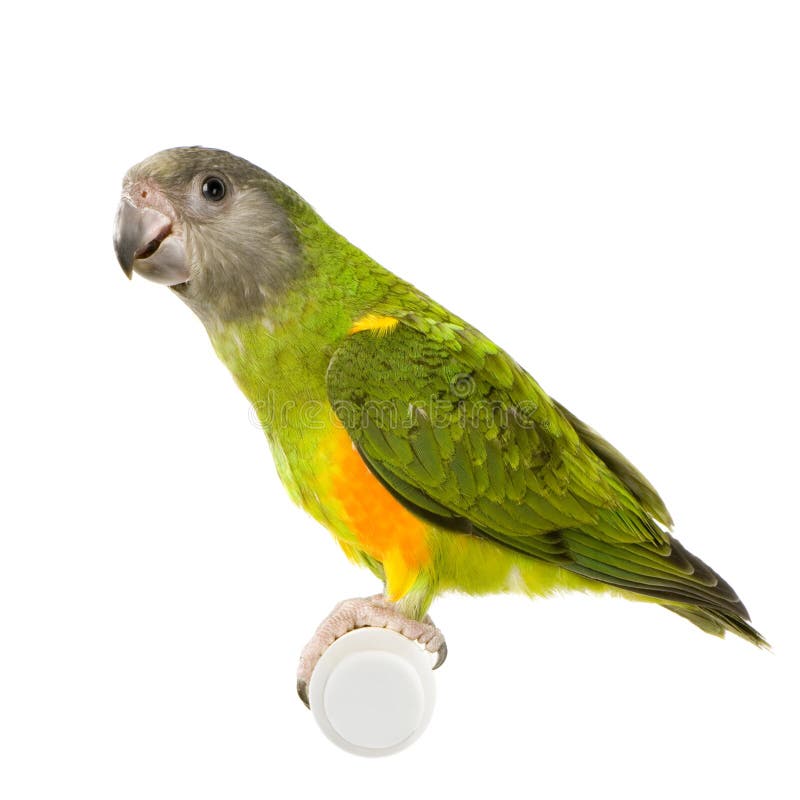 Pappagallo del Senegal immagine stock. Immagine di animali - 2314503