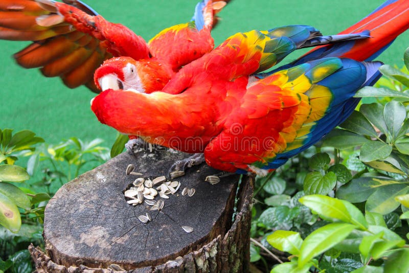 Pappagallo dell'ara immagine stock. Immagine di uccello - 64070681