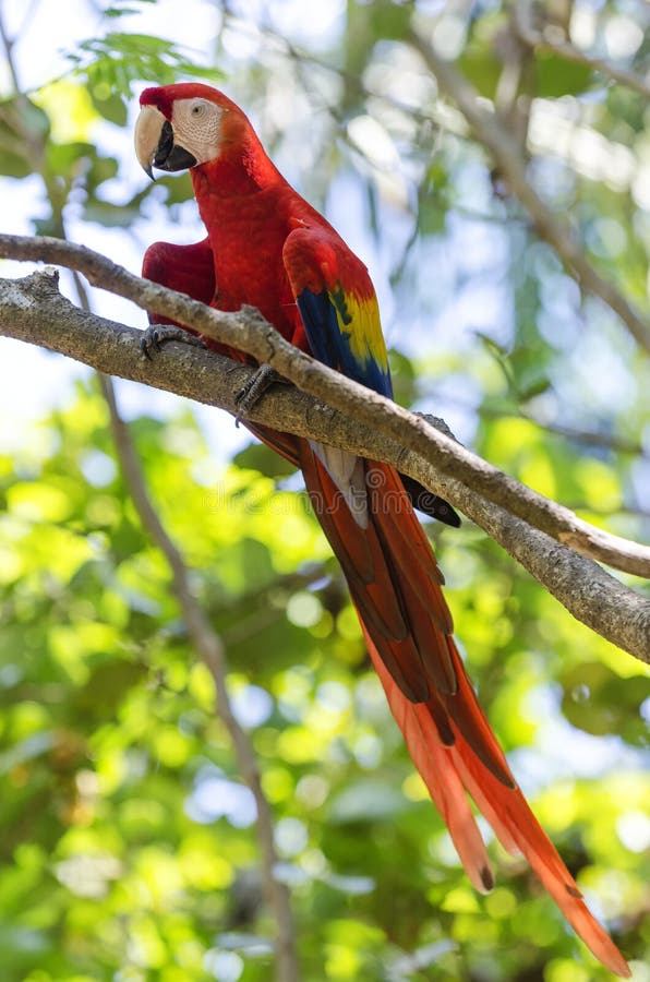Pappagallo dell'ara fotografia stock. Immagine di natura - 65631686