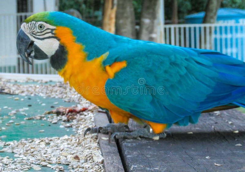 Pappagallo Dell'ara Colorato Blu-oro Immagine Stock - Immagine di piume ...