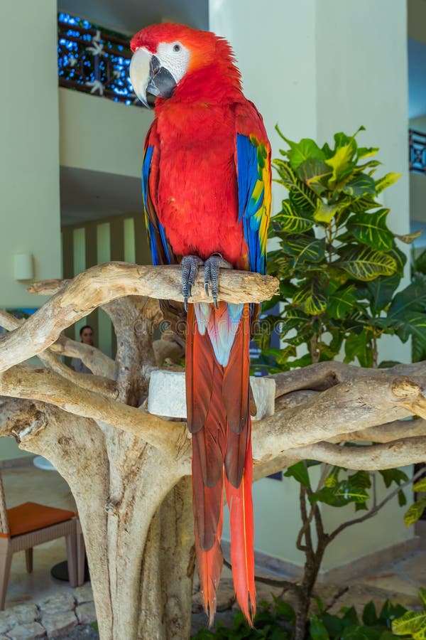 Uccello Del Pappagallo Della Fauna Selvatica Del Messico Yucatan ...