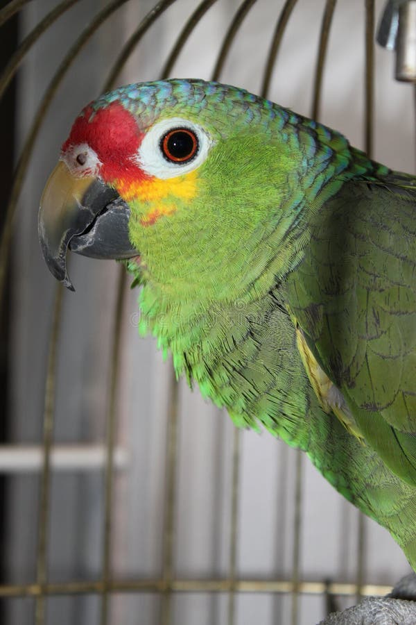 Pappagallo della gabbia fotografia stock. Immagine di chiuso - 11042498