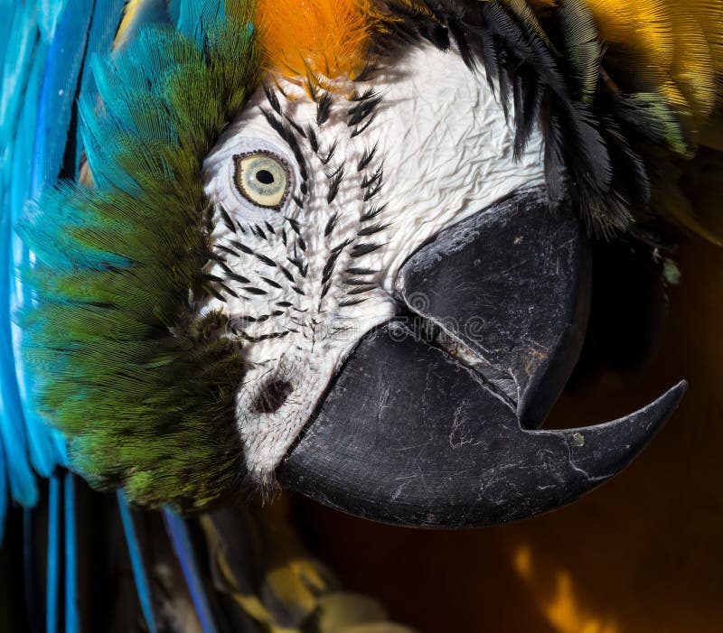 Pappagallo di McCaw fotografia stock. Immagine di colorato - 66407310