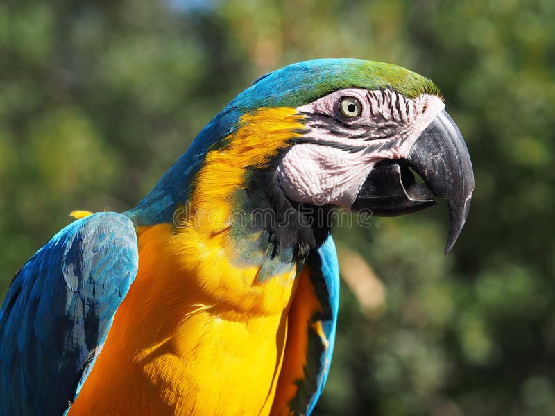 Pappagallo Giallo E Blu Dell'ara Fotografia Stock - Immagine di becco ...