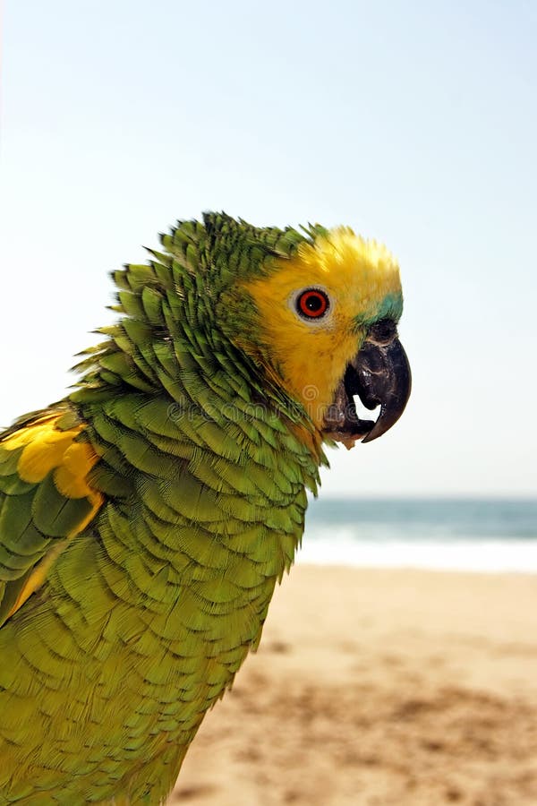 Pappagallo verde e giallo fotografia stock. Immagine di animale - 2308582