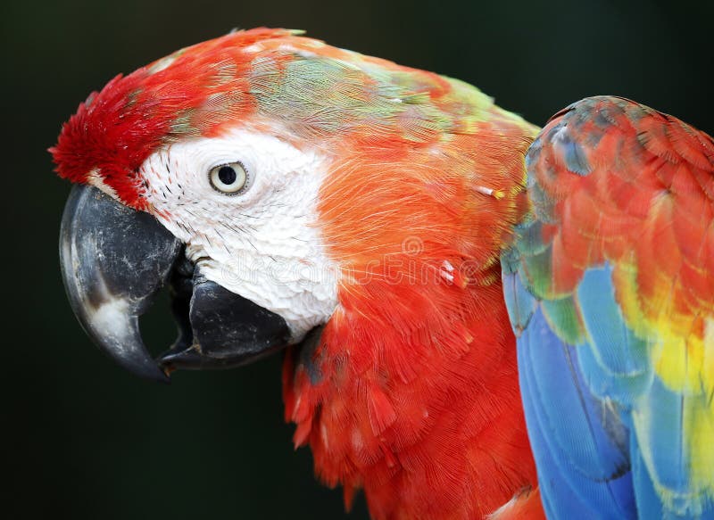 Pappagallo in Kuala Lumpur Bird Park Fotografia Stock - Immagine di ...