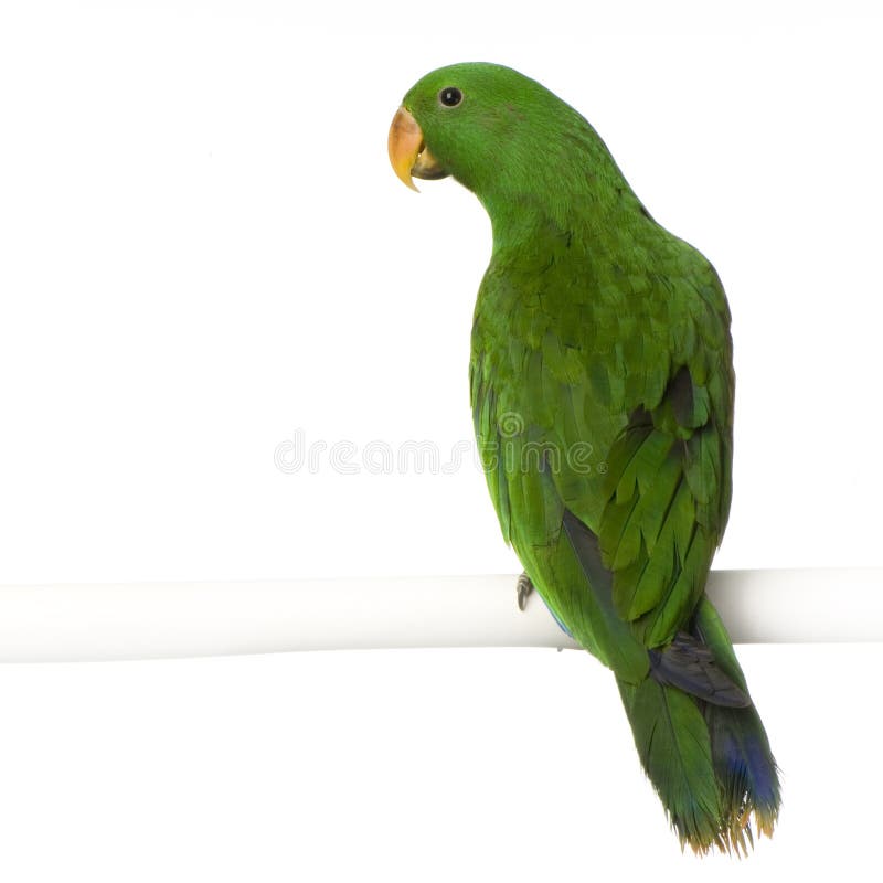 Pappagallo Maschio Di Eclectus Fotografia Stock - Immagine di ritratto ...