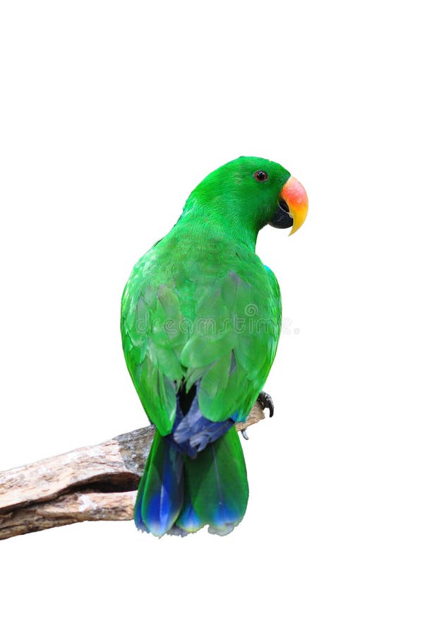 Pappagallo ecletto maschio immagine stock. Immagine di aviario - 23698589