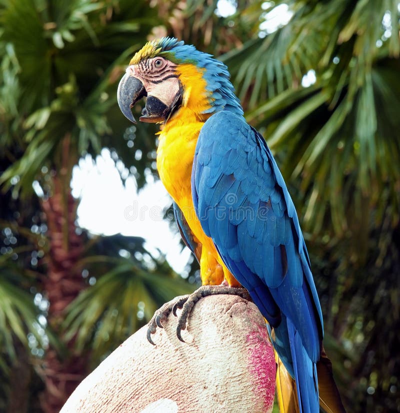 Pappagallo Multicolore Che Riposa Su Un Braccio Del ` S Dell'uomo in Un ...