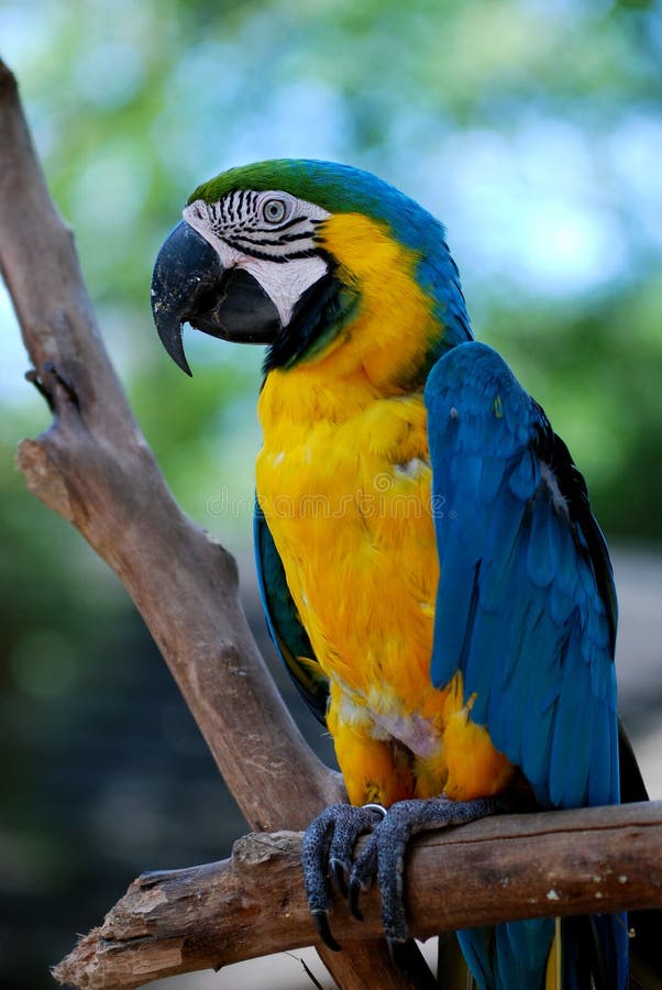 Pappagallo colorato immagine stock. Immagine di colorato - 1732557