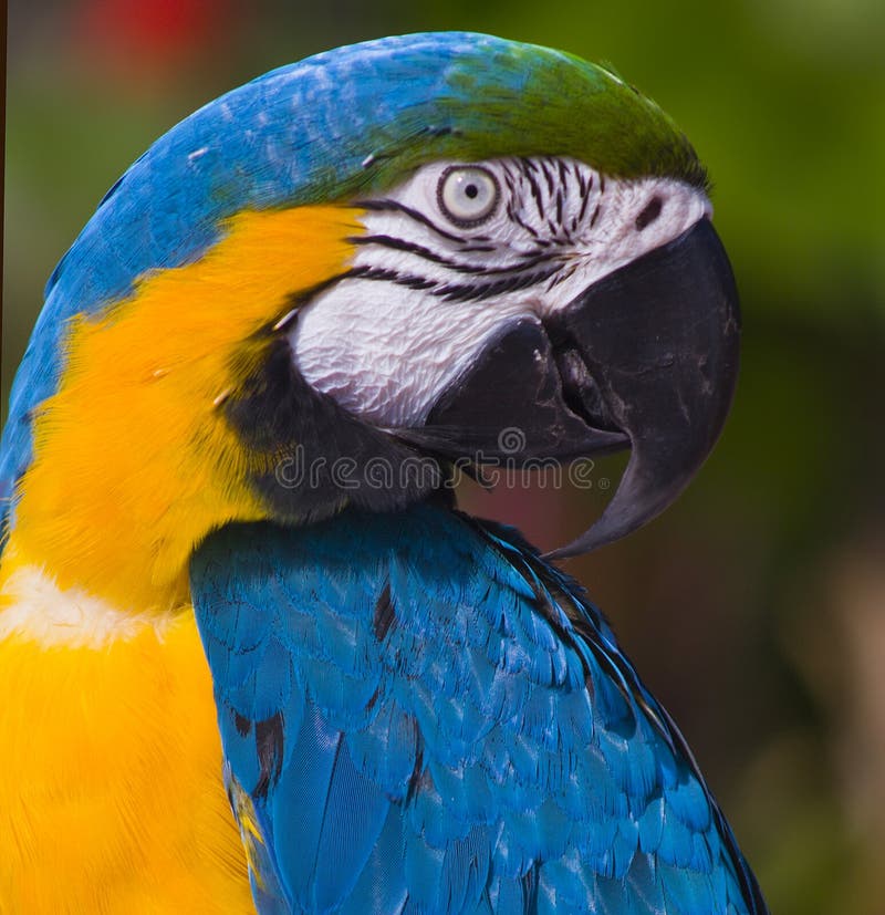 Pappagallo variopinto immagine stock. Immagine di pappagallo - 4421929