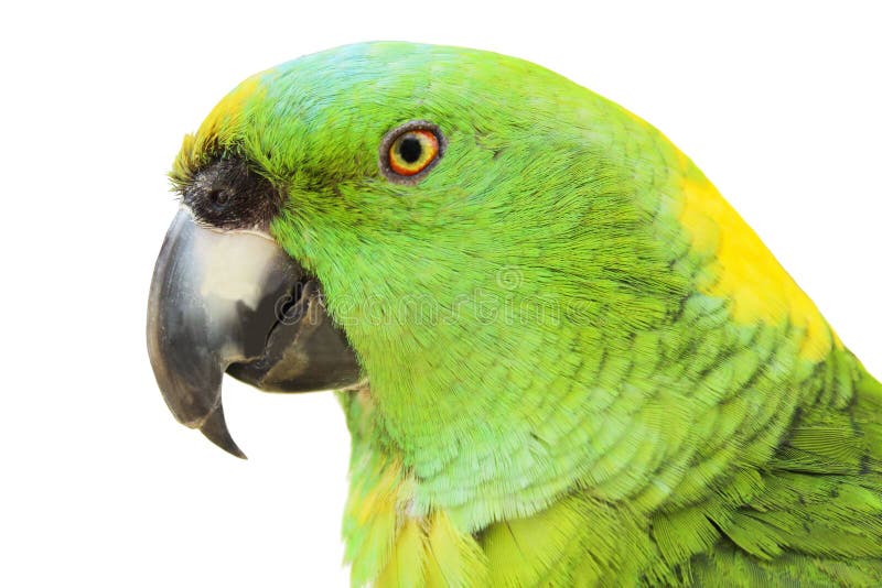 Pappagallo verde immagine stock. Immagine di grande, lanuginoso - 31228087