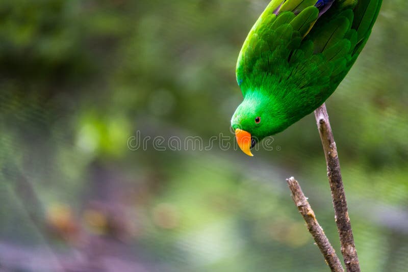 Pappagallo verde in albero immagine stock. Immagine di australia - 96400175