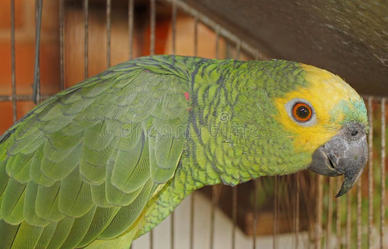 Pappagallo Verde Brasiliano Immagine Stock - Immagine di nazionale ...