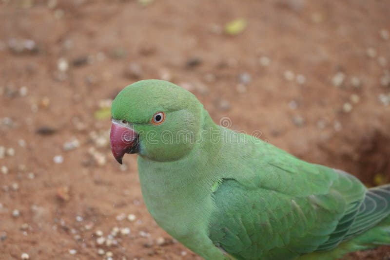 Pappagallo Verde Con Il Becco Di Rosso Di Bellezza Immagine Stock ...