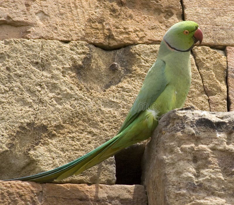 Pappagallo Verde Con Il Collo India Dell'anello Immagine Stock ...