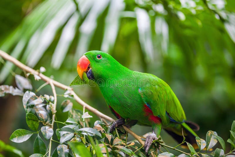 Pappagallo Verde Di Eclectus Che Si Siede Sul Ramo Fotografia Stock ...