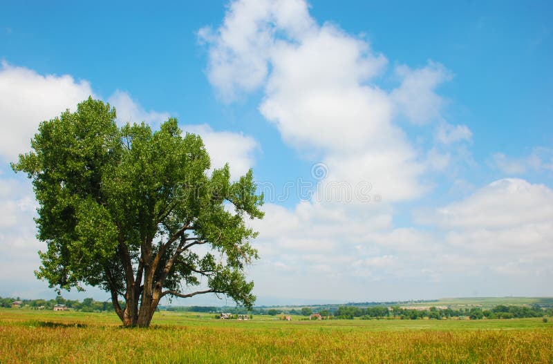 Pappel-Baum Auf Einem Landwirtschaftlichen Gebiet Stockbild - Bild von ...