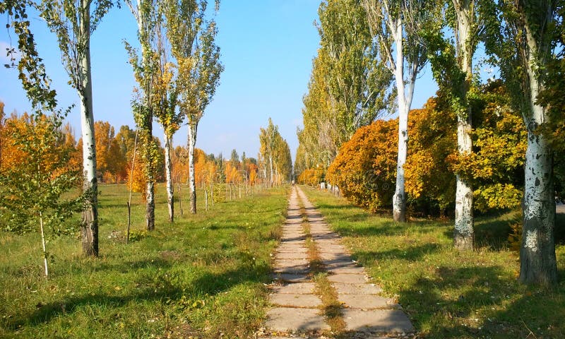 Pappel-Allee stockbild. Bild von pappel, grün, allee, teich - 4482609