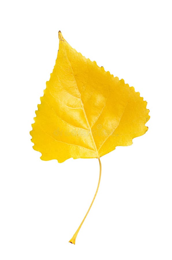 Blatt Der Gelben Pappel Auf Lokalisiert Stockbild - Bild von pappel ...