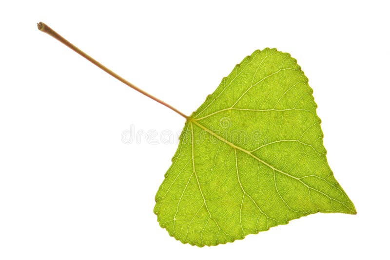 Pappelblatt auf getrennt stockfoto. Bild von hintergrund - 10463154