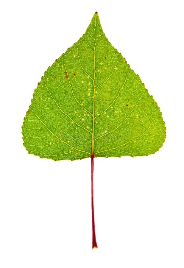 Pappelblatt Auf Getrennt Worden Stockfoto - Bild von muster, geschmack ...
