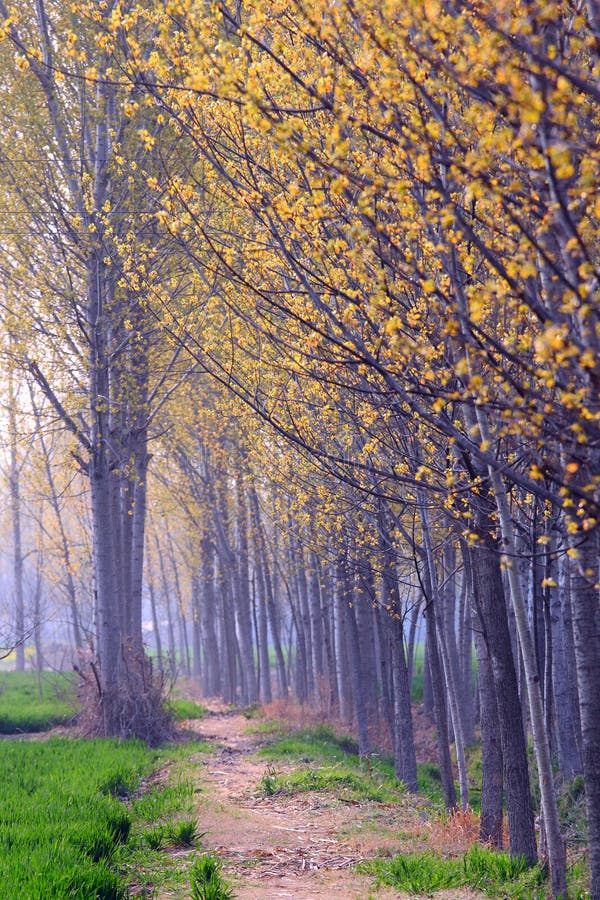 Pappel-Holz im Herbst stockbild. Bild von blätter, baum - 40718055