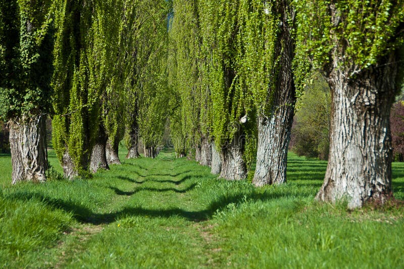 Pappeln stockfoto. Bild von frühling, nave, gras, land - 24635798