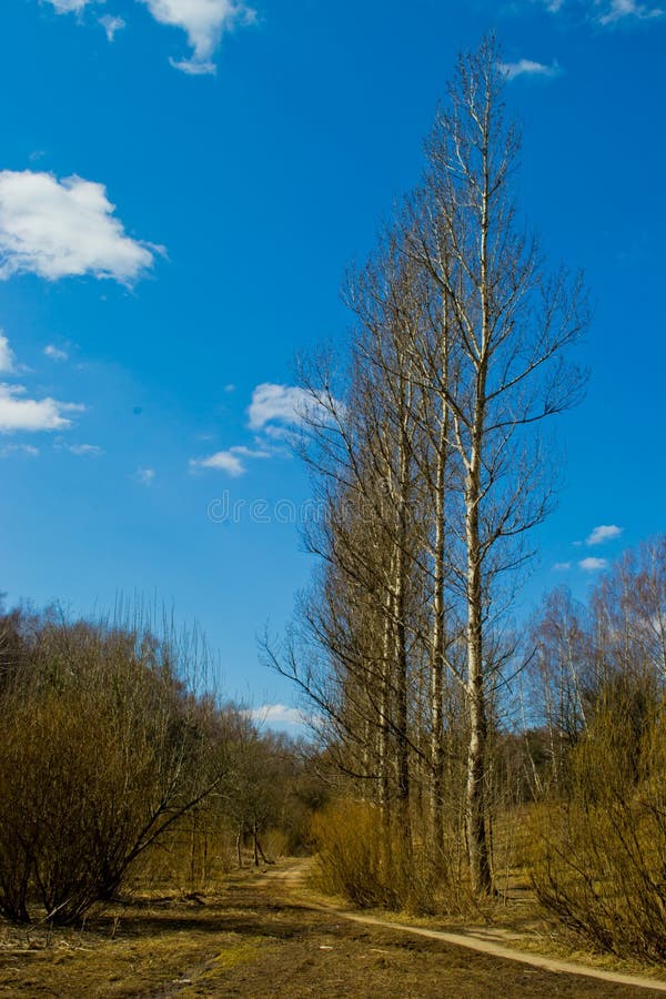 Pappeln stockbild. Bild von sonnig, landschaft, frühling - 39674915