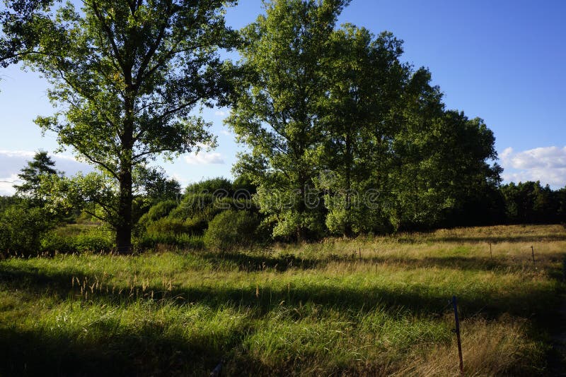 Pappeln in den Wiesen stockfoto. Bild von busch, brandenburg - 66306596