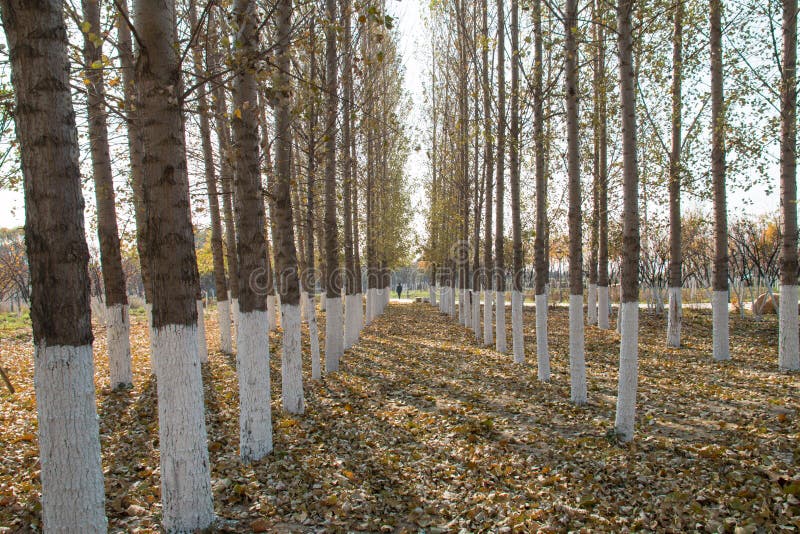 Pappeln im Herbst stockfoto. Bild von laubwechselnd, holz - 46701626
